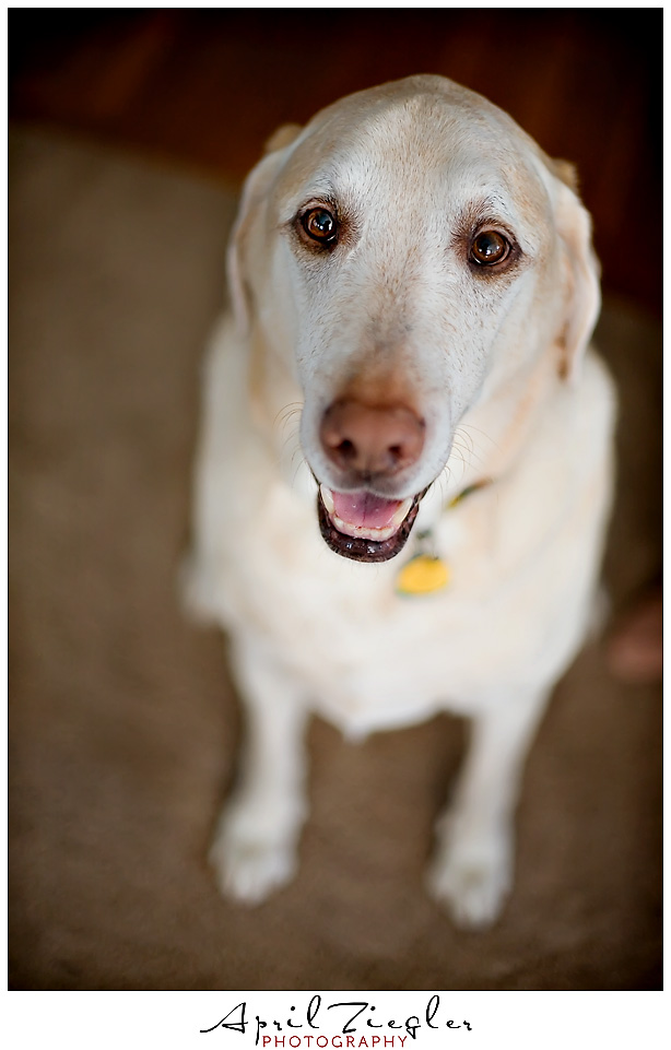 Meet Samson... - Philadelphia Portrait & Pet Photographer | April ...