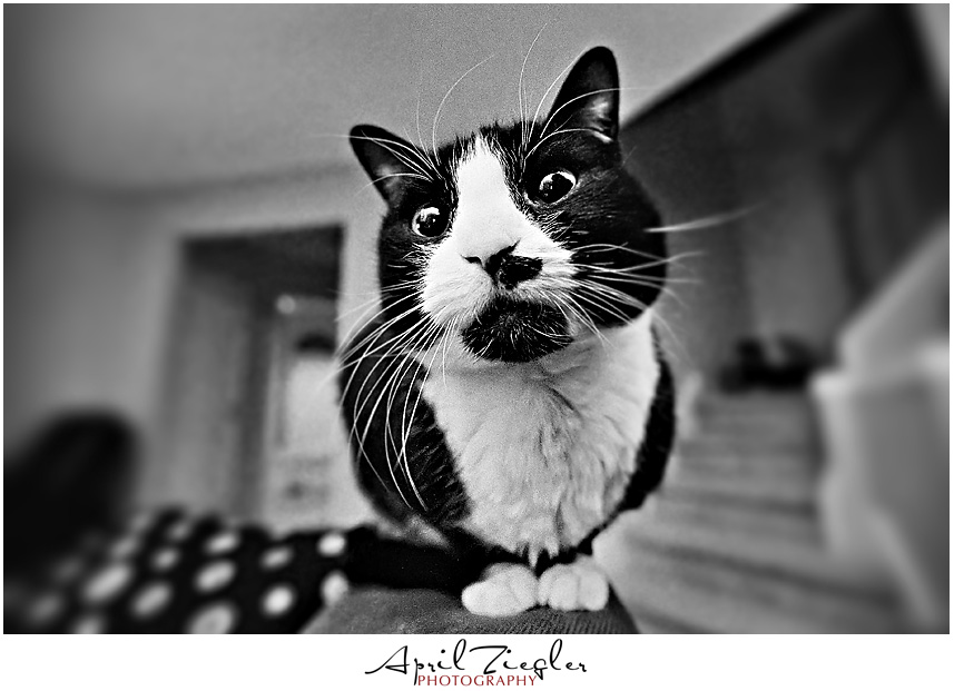 Monster Monday: A new kind of monster... - Philadelphia Portrait & Pet ...