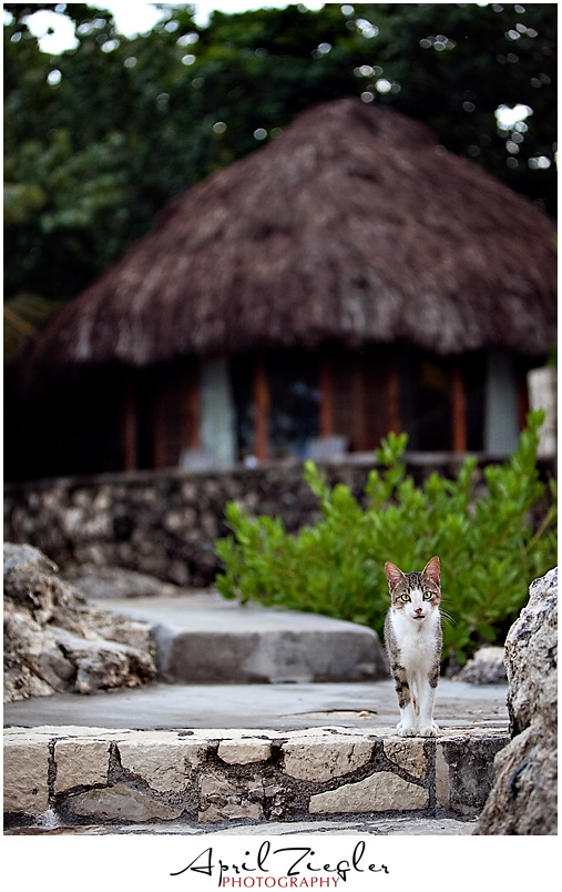 Jamaica cat... - Philadelphia Portrait & Pet Photographer | April ...