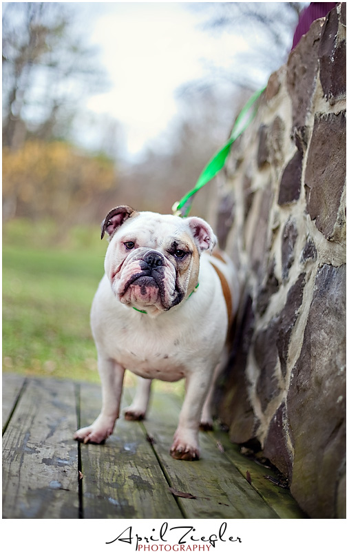 Zoey and Sydney - Philadelphia Portrait & Pet Photographer | April ...