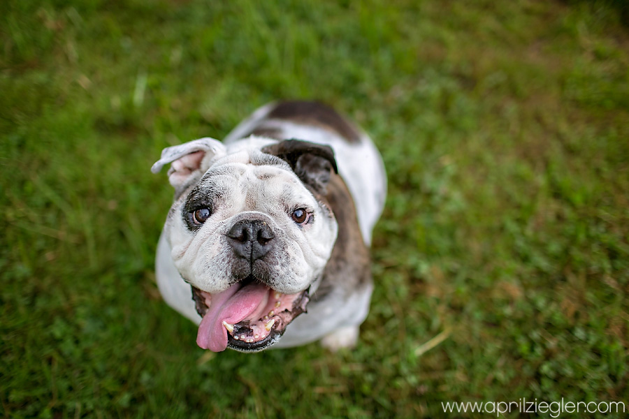 Daily Dog! - Philadelphia Portrait & Pet Photographer | April Ziegler ...