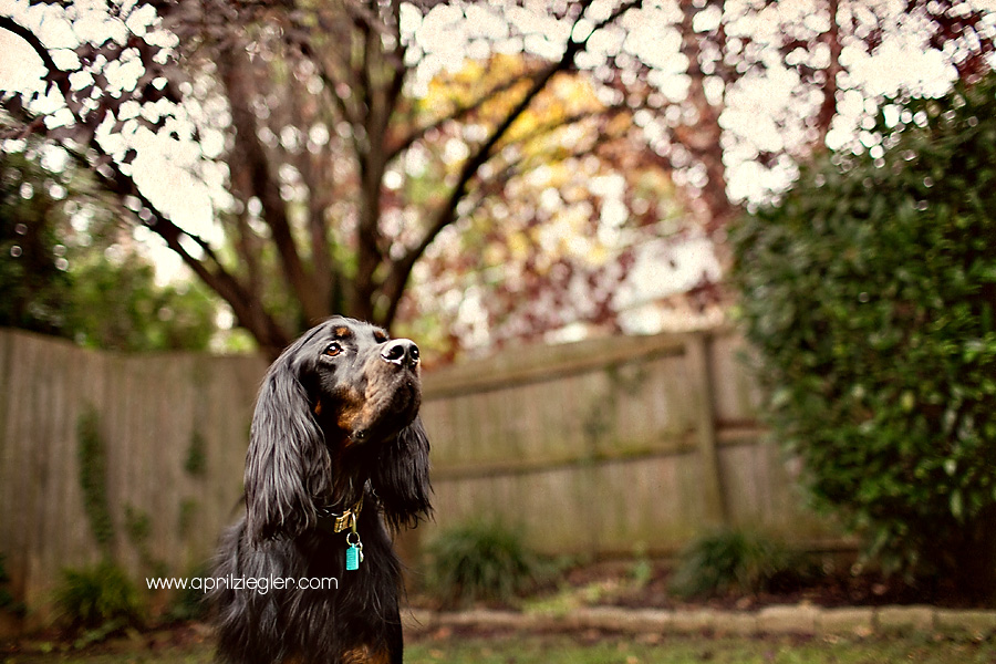 philadelphia pet photos | dugan, a gordon setter - Philadelphia ...