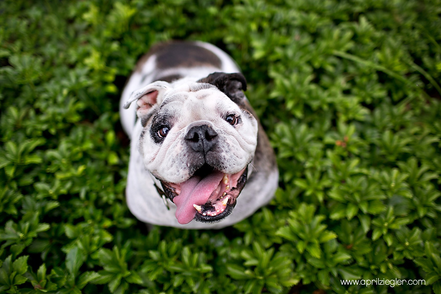 in memory of mack, an english bulldog - Philadelphia Portrait & Pet ...