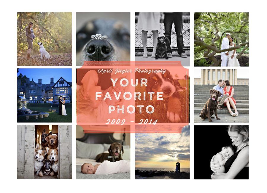 your favorite photo | a contest - Philadelphia Portrait & Pet ...
